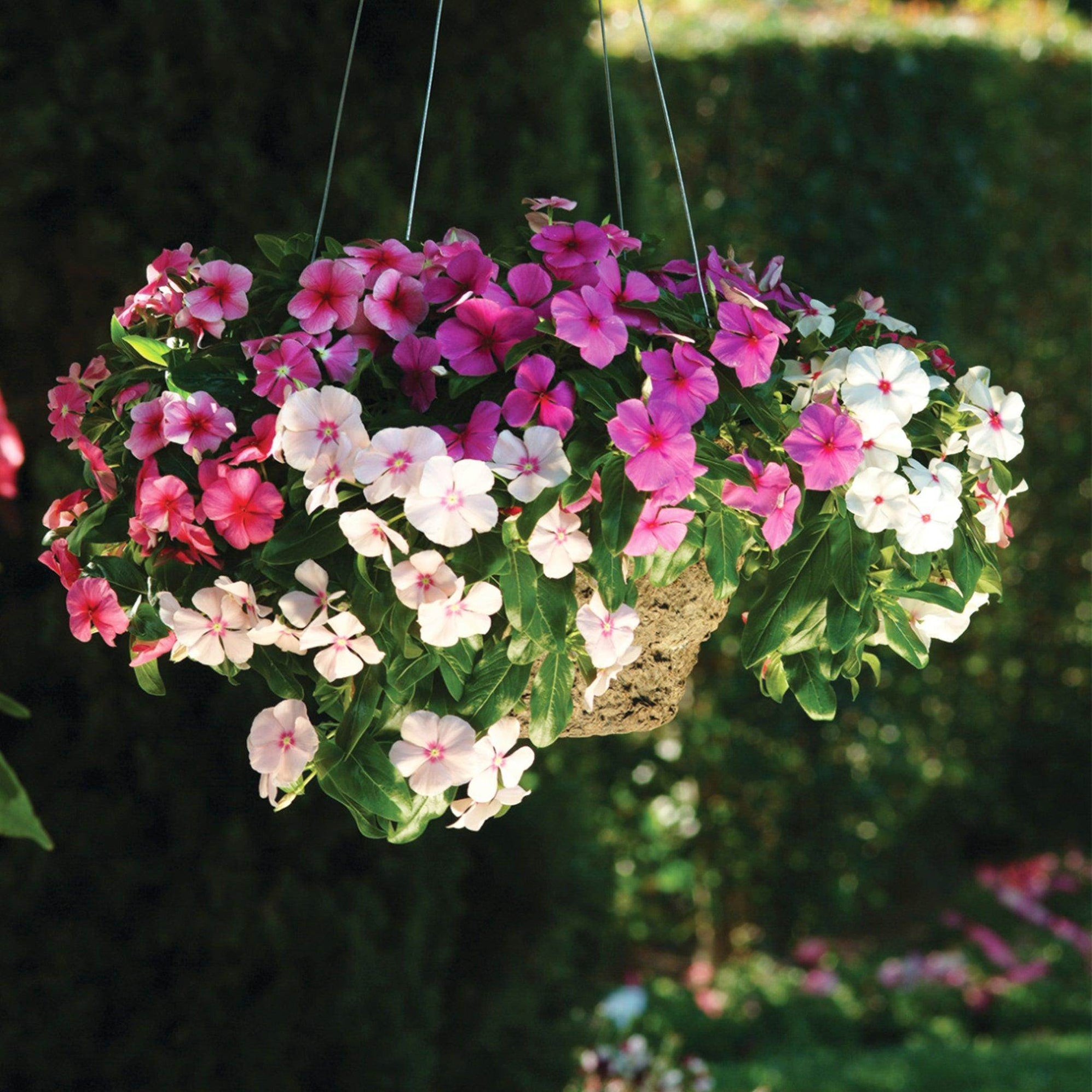 Buy Vinca Mediterranean XP (PanAmerican) Seeds Online | Farmers Stop