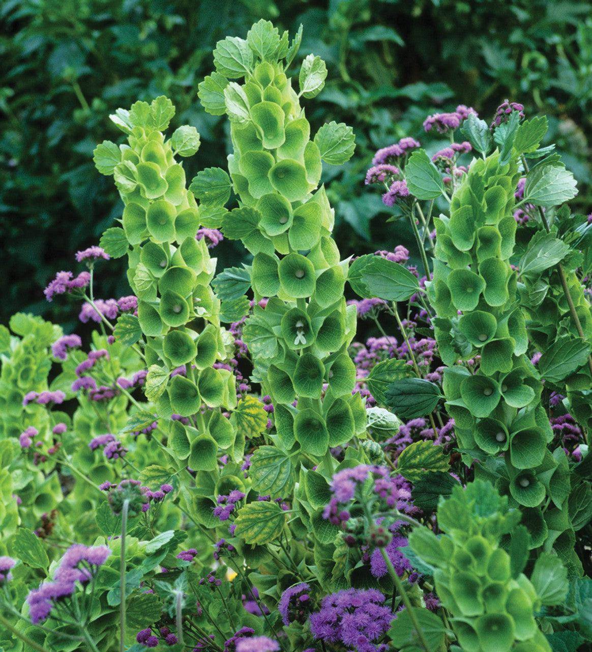 Winter Molucella Bells of Ireland Seeds- Add Greenery to Your Garden ...