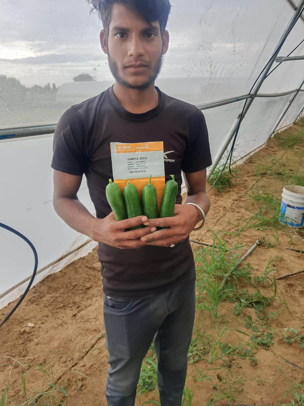 PROBUS F1 Hybrid Polyhouse Cucumber (Nunhems) | Farmers Stop