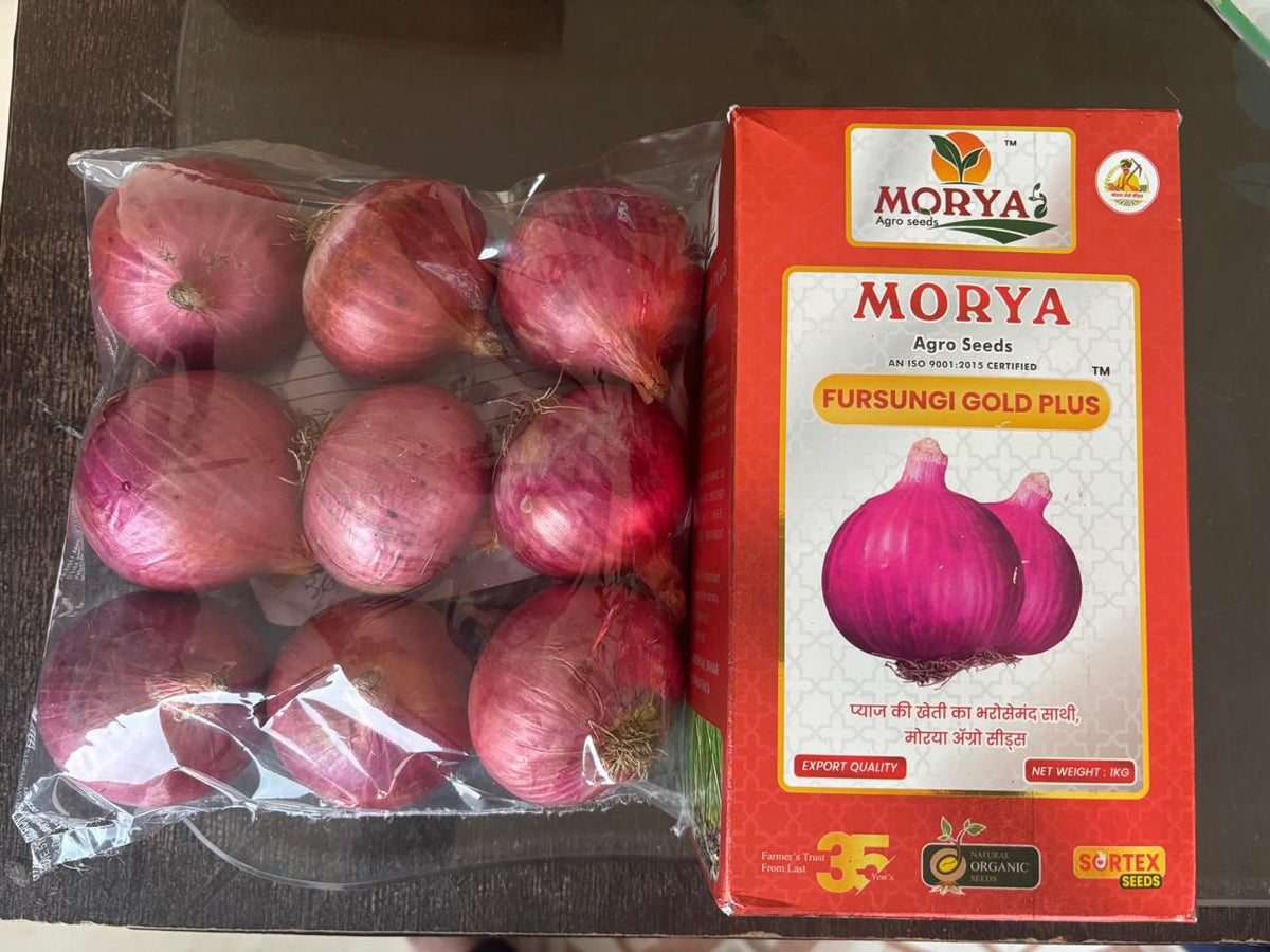 Fursungi Gold Plus Pusa Red Onion Seeds (Morya Agro Seeds) | Farmers Stop