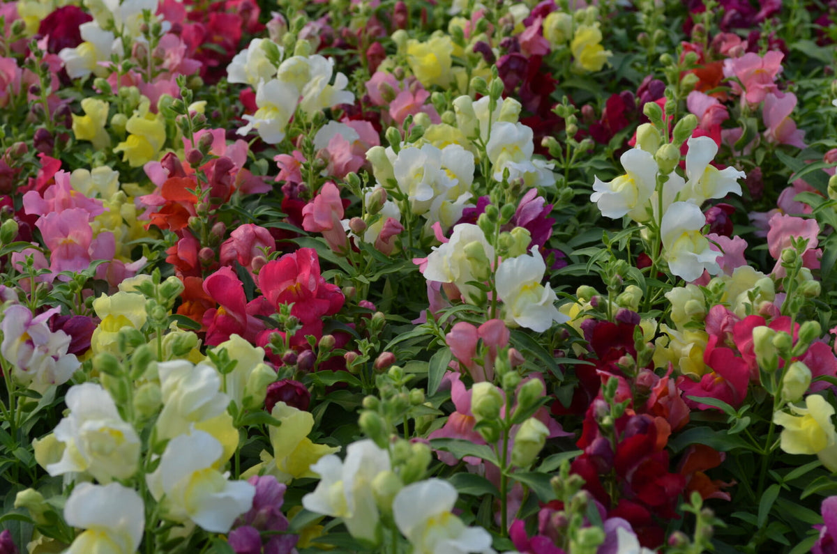 Snapshot™ Snapdragon Seeds (PanAmerican) – Dwarf Mix | Farmers Stop