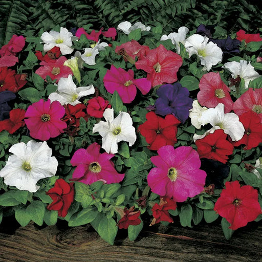 Buy PanAmerican Panam Flower Seeds Online | FarmersStop — Farmers Stop