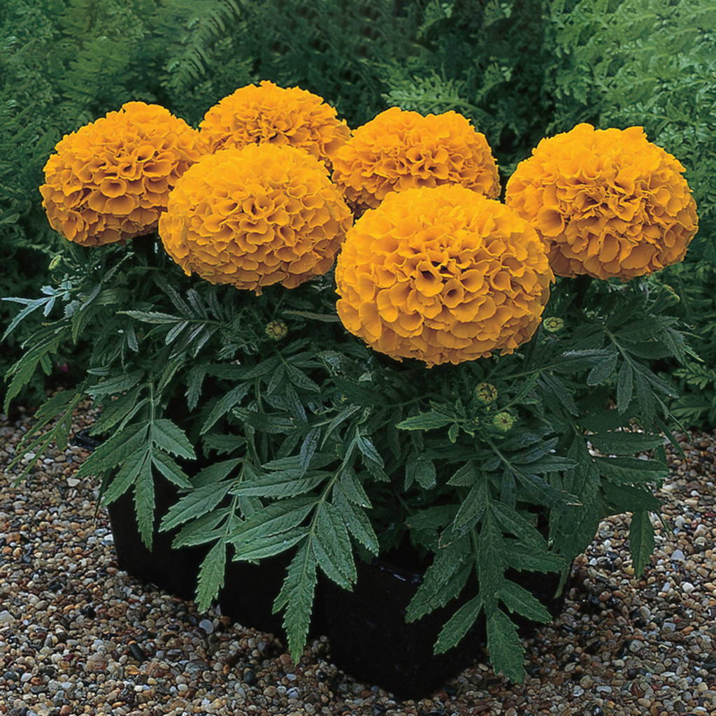 Buy Hybrid F1 Flower Seeds Online in India | FarmersStop | Farmers Stop