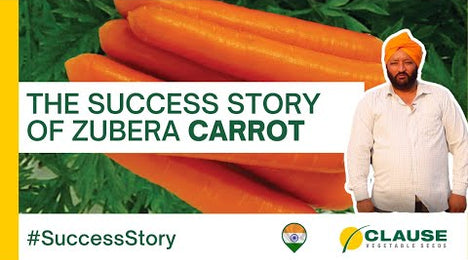 Zubera F1 Hybrid Carrot - Attractive & Delicious | Farmers Stop