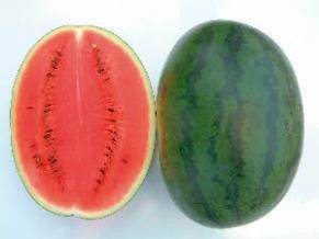 Buy NS 20 (H20) Namdhari Watermelon Seeds | Farmers Stop