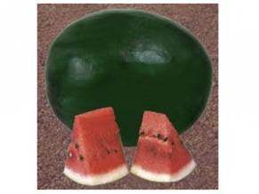 Buy Tejas Namdhari Watermelon Seeds | Farmers Stop