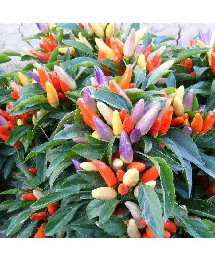 Ornamental Pepper/Chilli F1 Hybrid Mix (Asmar Seeds, United Kingdom ...
