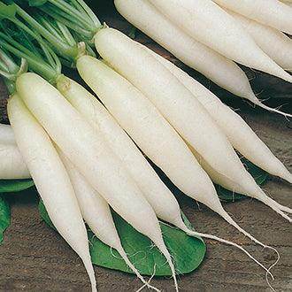 Imported Royal Colored Long White Radish Seeds | Farmers Stop