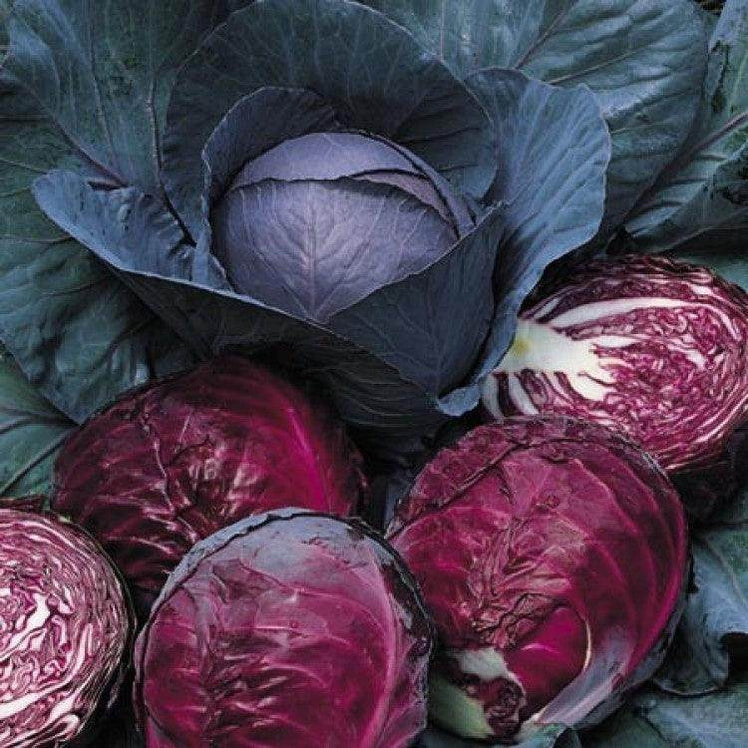 Hybrid/Desi OP Vegetable Seeds Collection - Grow Your Own Garden ...