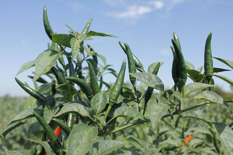 Chilli upright Hybrid F1 Seeds | FarmersStop.com | Farmers Stop