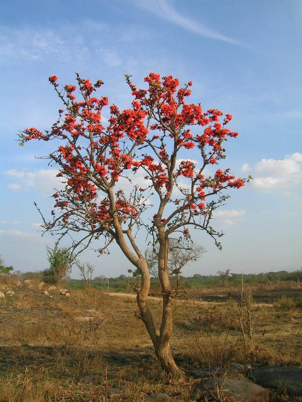 Butea Monosperma - Palash Seeds Online | Farmers Stop