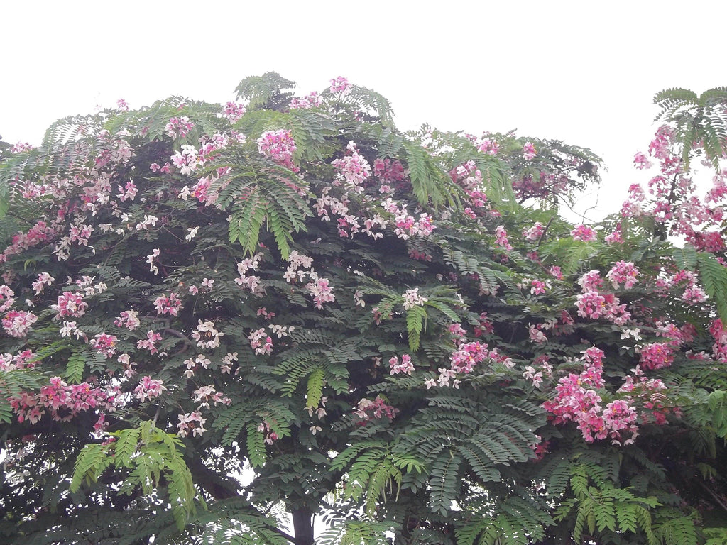 Find Rare and Exotic Seeds in Our Forest Seed Collection | Farmers Stop