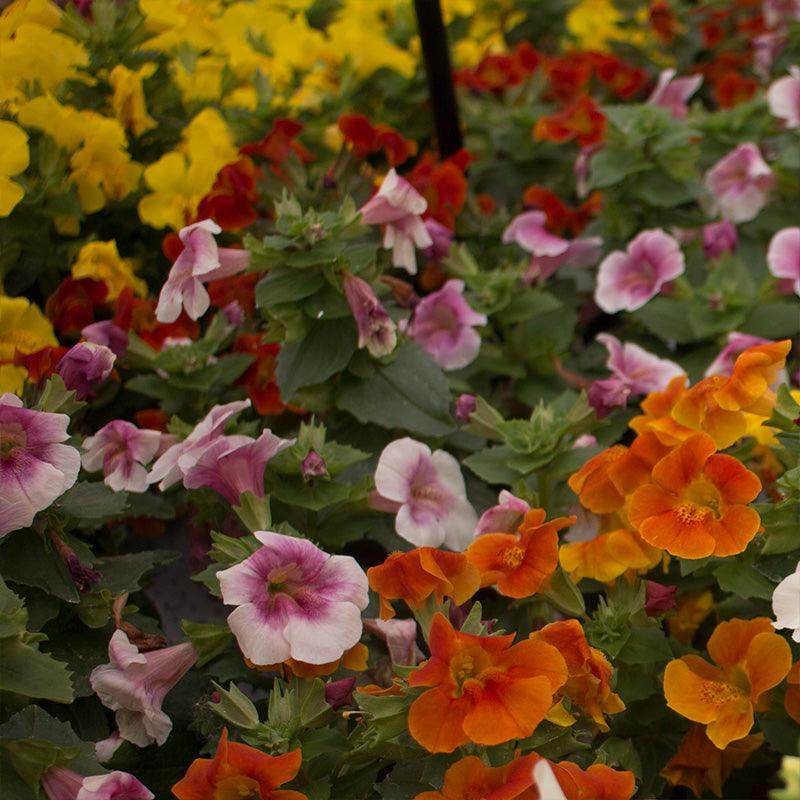 Primrose Mimulus Monkey Flower Mix (Garden Festival) | Farmers Stop