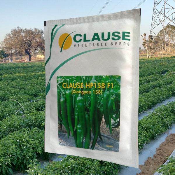 Buy HP 158 F1 Hybrid Chilli (Clause Seeds) Online | Farmers Stop