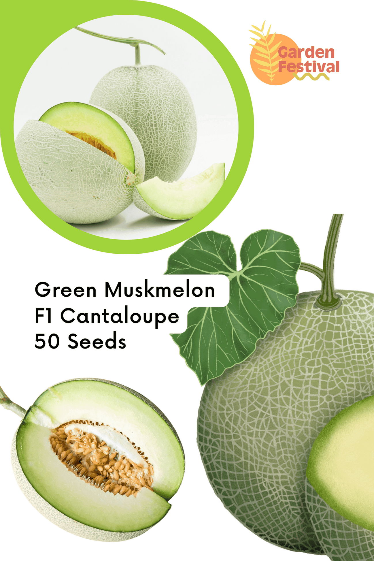 Hybrid Green Muskmelon / Kharbooza - Sweet and Extremely Delicious ...
